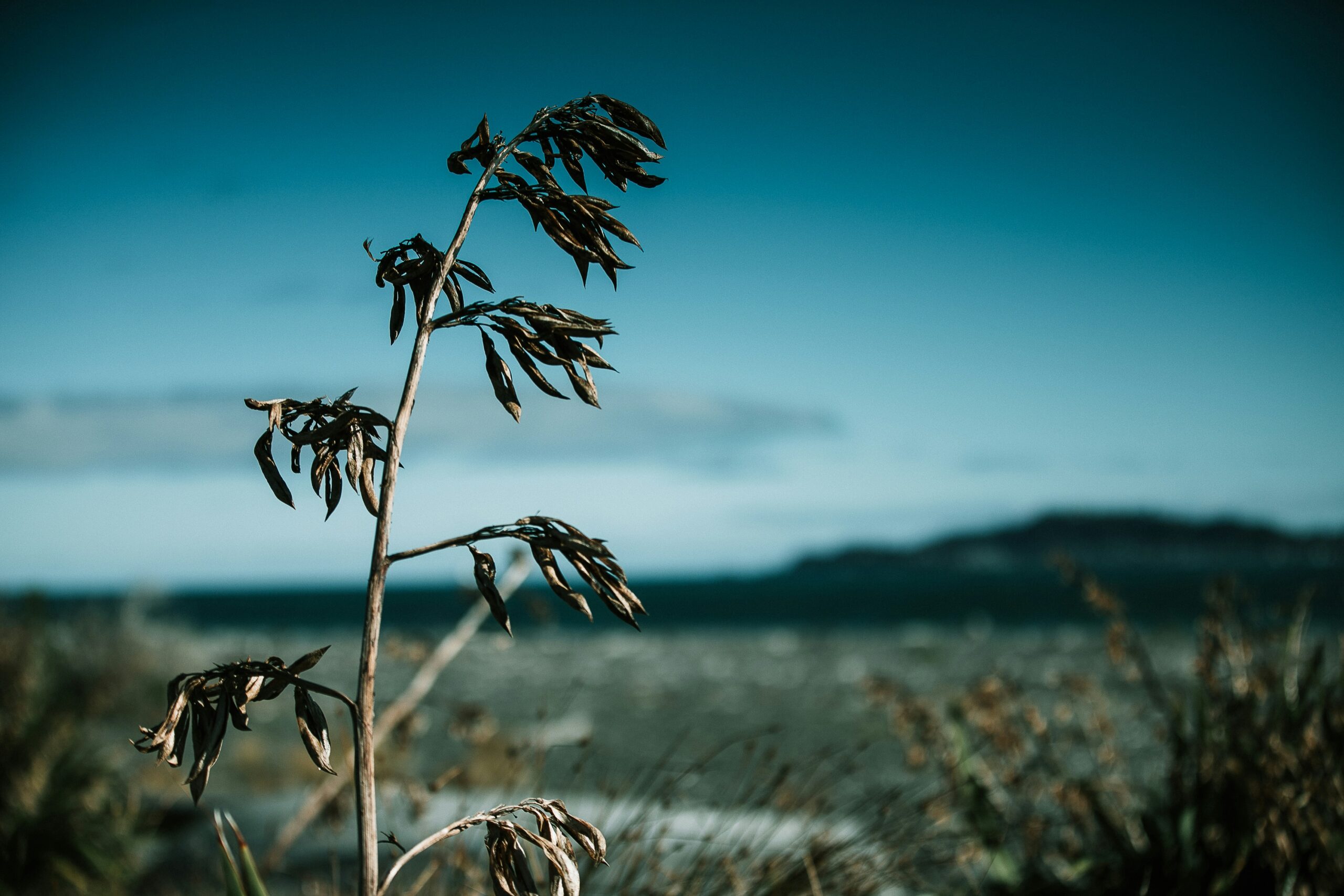 The Foreshore Interview: Alison Jean Lester - Foreshore Publishing